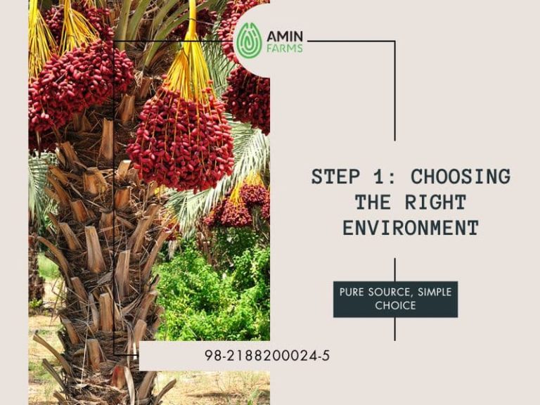 How Are Dates Grown? A Step-by-Step Guide 2026